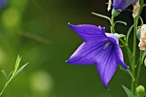 9 Expert Tips For Stunning Balloon Flower Care + Growth!