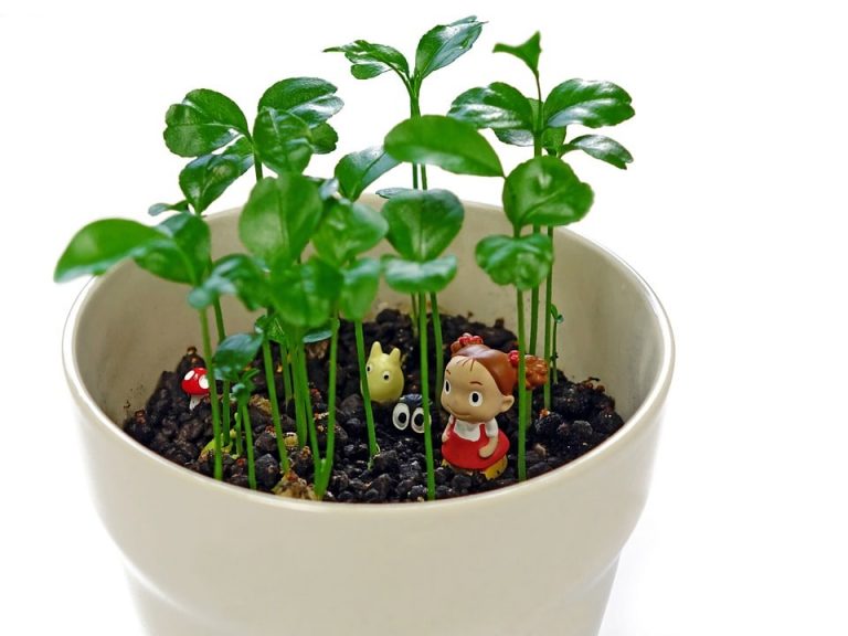 8 Shocking Ways: How To Sterilize Soil For Plant Growth