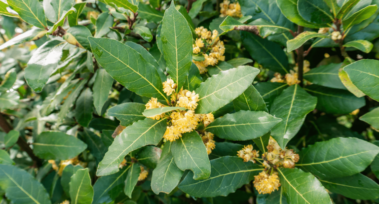 15 Useful Tips On Pruning Bay Tree, Care, + Overall Growth