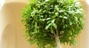 15 Useful Tips On Pruning Bay Tree, Care, + Overall Growth