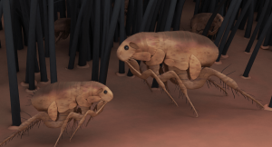 (Can Fleas Live In Dirt) 18 Ways To Get Rid Of Fleas Fast