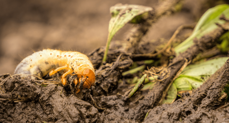 17 Organic Ways To Kill Root Maggots In [Garden + Home]