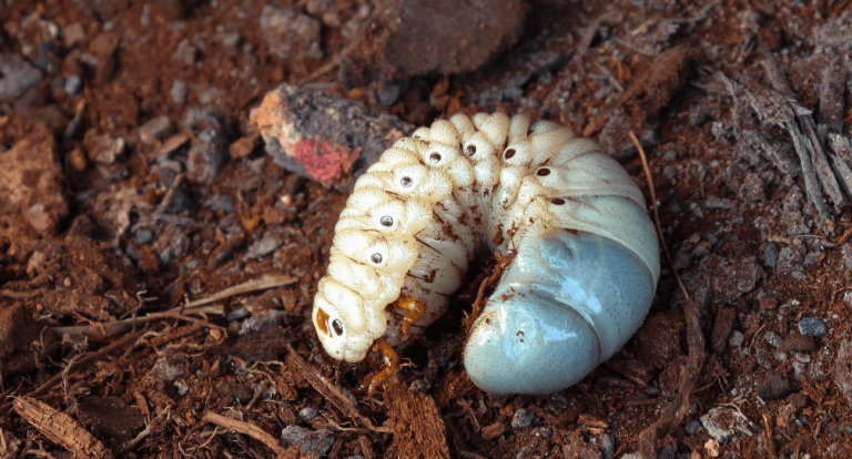 17 Organic Ways To Kill Root Maggots In [Garden + Home]