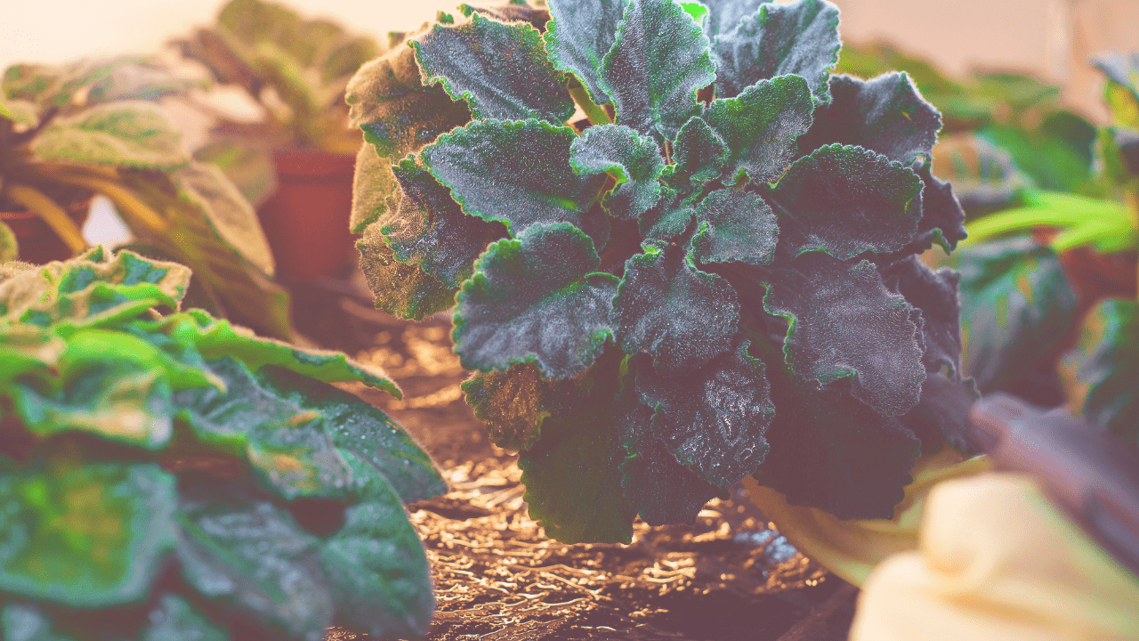 21 Best Safe Greenleaf Organic Pest Control Methods + Tips