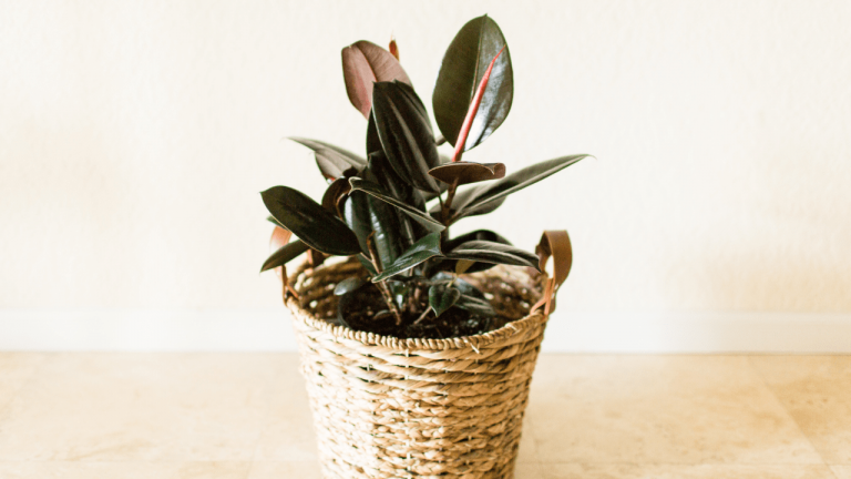How To Prune A Potted Rubber Plant: 15 Grooming Tips