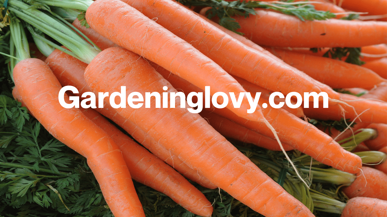13 Tips: How To Store Carrots For Keeping It Fresh (2025)