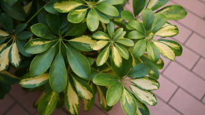 [16] Best Pruning Schefflera Techniques Step By Step Guide