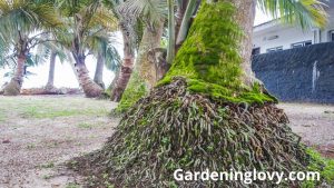 Reveal The Truth: How Deep Palm Tree Roots Grow (7 Fixes)