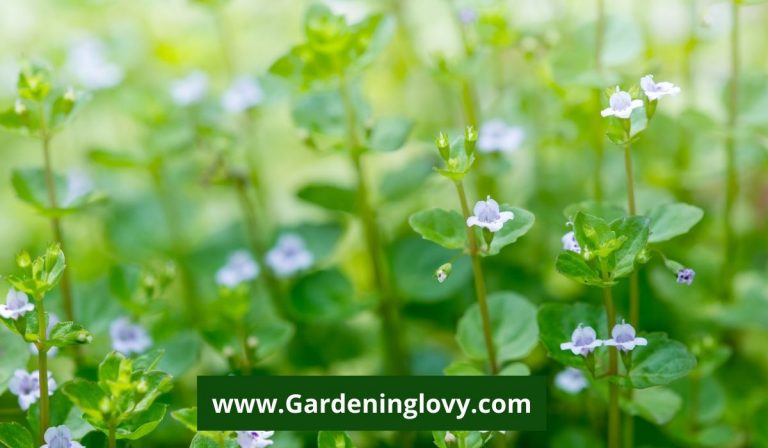 Best [15 Methods]: How To Get Rid Of Creeping Charlie Fast?