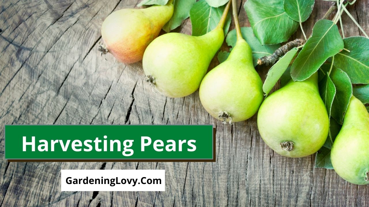 9 Pro Tips: How To Store Pears For Long Term (2025)