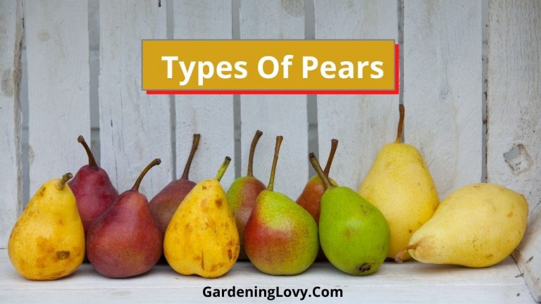 9 Pro Tips: How To Store Pears For Long Term (2026)