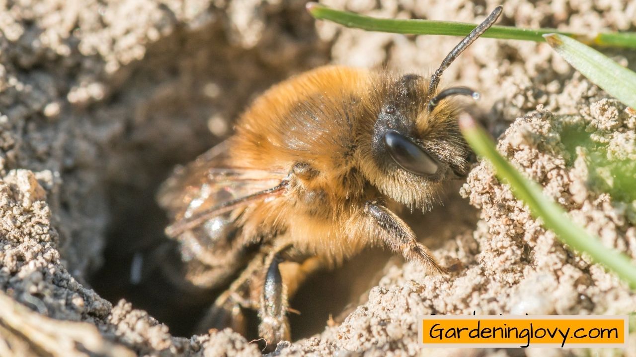 21 Ways: How Do I Get Rid Of Ground Bees Without Killing