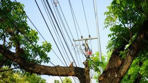 Tree Branches On Power Line To House: Dangers, Safety Tips