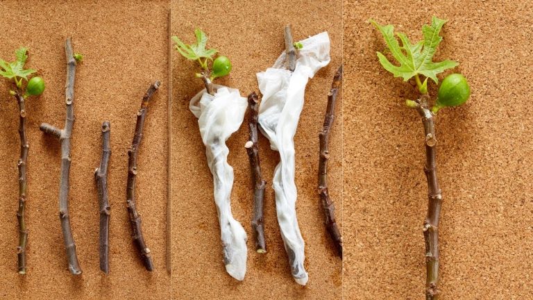 Plant Fig Tree From Cutting (Expert Tips For Healthy Growth)