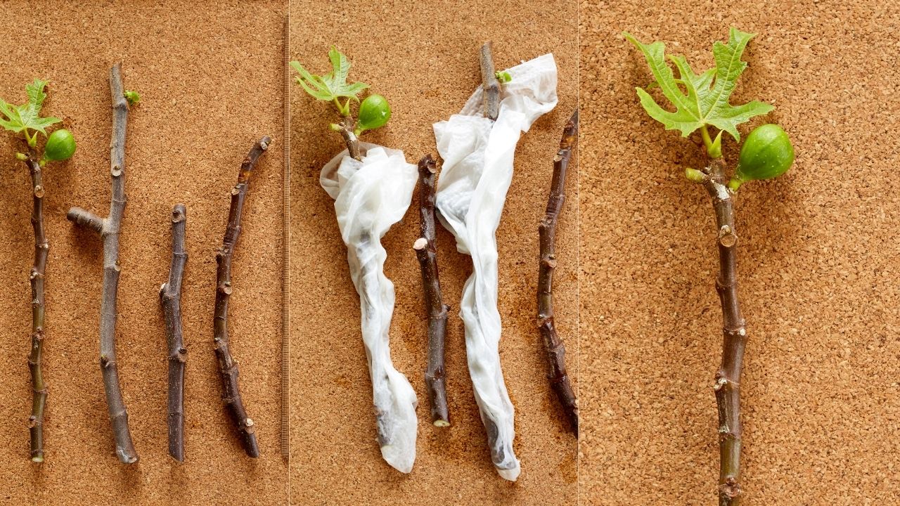 Plant Fig Tree From Cutting (Expert Tips For Healthy Growth)