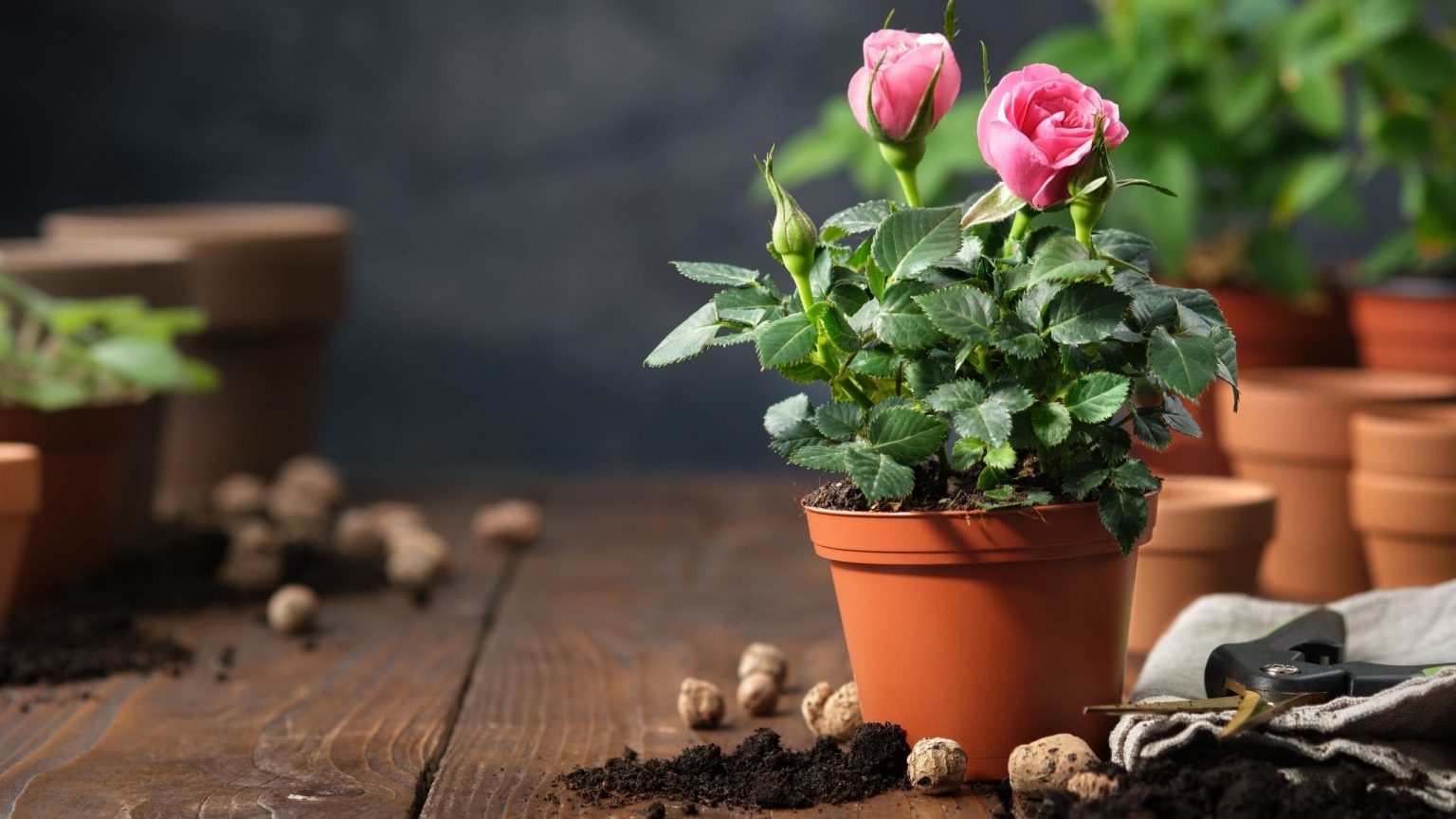 How To Care For Mini Roses (Miniature Roses Grow Tips)