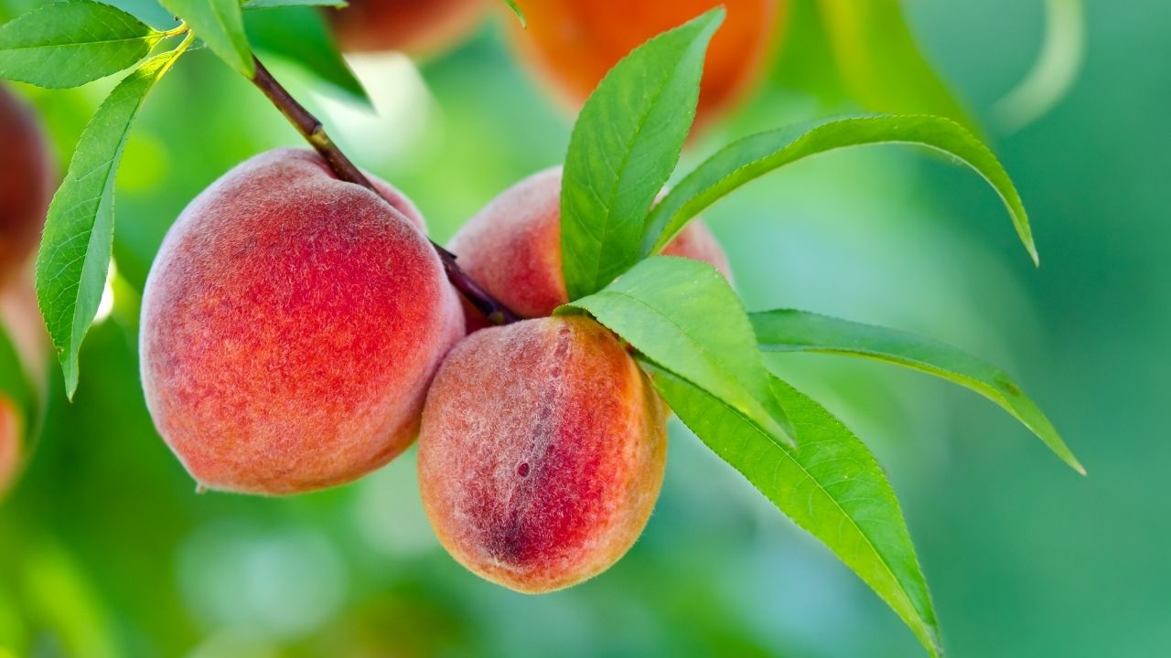 12 PRO Tips: How To Grow A Peach Tree From Seed (2025)