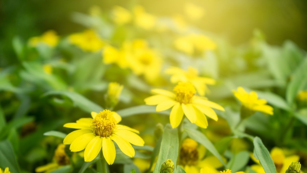 15 Yellow Dot Plant Ground Cover Care Tips [Creeping Daisy]