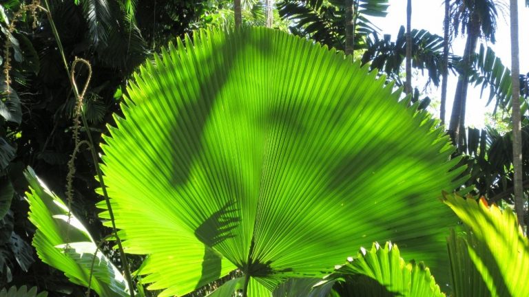 Fan Palm Tree Care & Growing Tips (Livistona Chinensis)