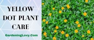 15 Yellow Dot Plant Ground Cover Care Tips [Creeping Daisy]
