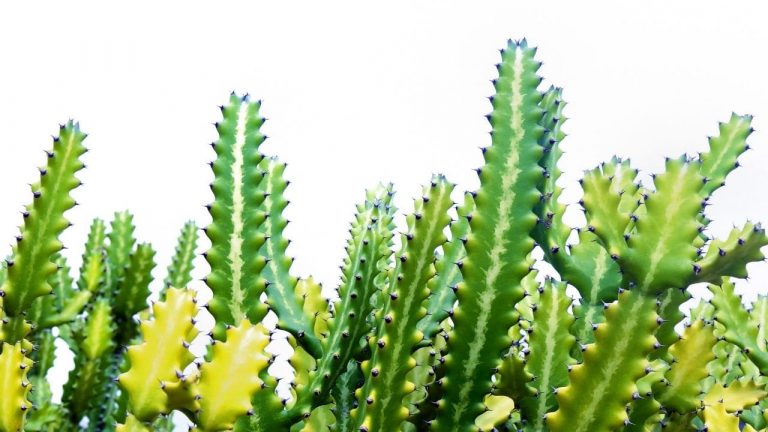 Why Is My Cactus Turning Brown (And 7 Ways To Revive It!)