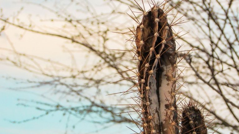 Why Is My Cactus Turning Brown (And 7 Ways To Revive It!)