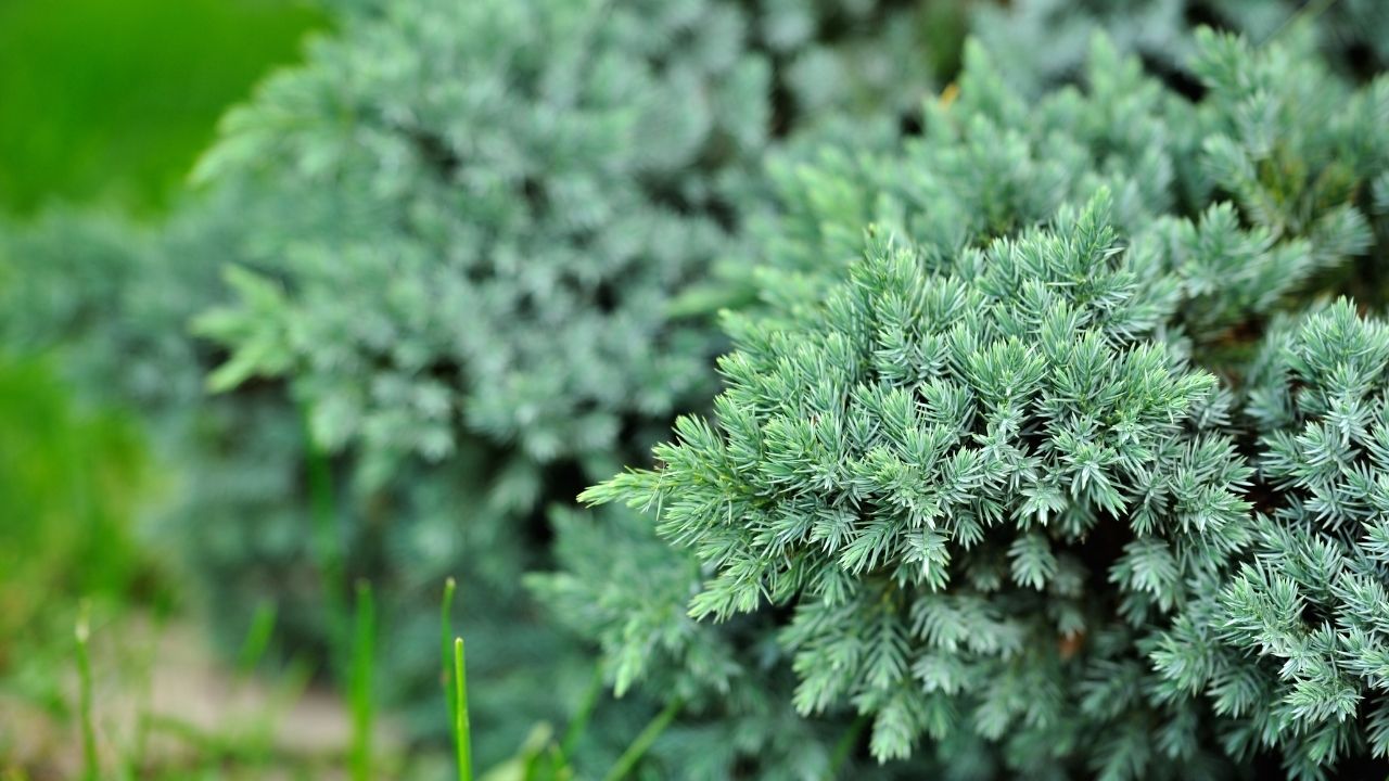 Useful 11 Juniper Tree Care Tips Step By Step For Growth