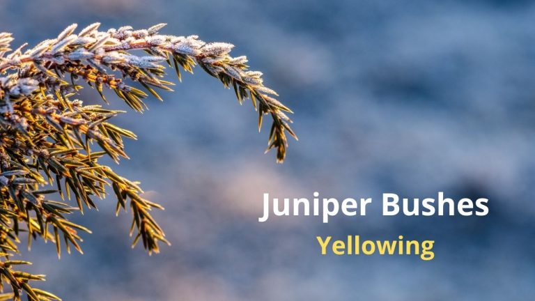 15 Genius Tricks To Prevent Juniper Bush Turning Brown