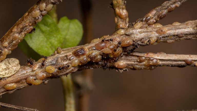 What Are Scales On Plants: Full Guide To Spot & Stop Them