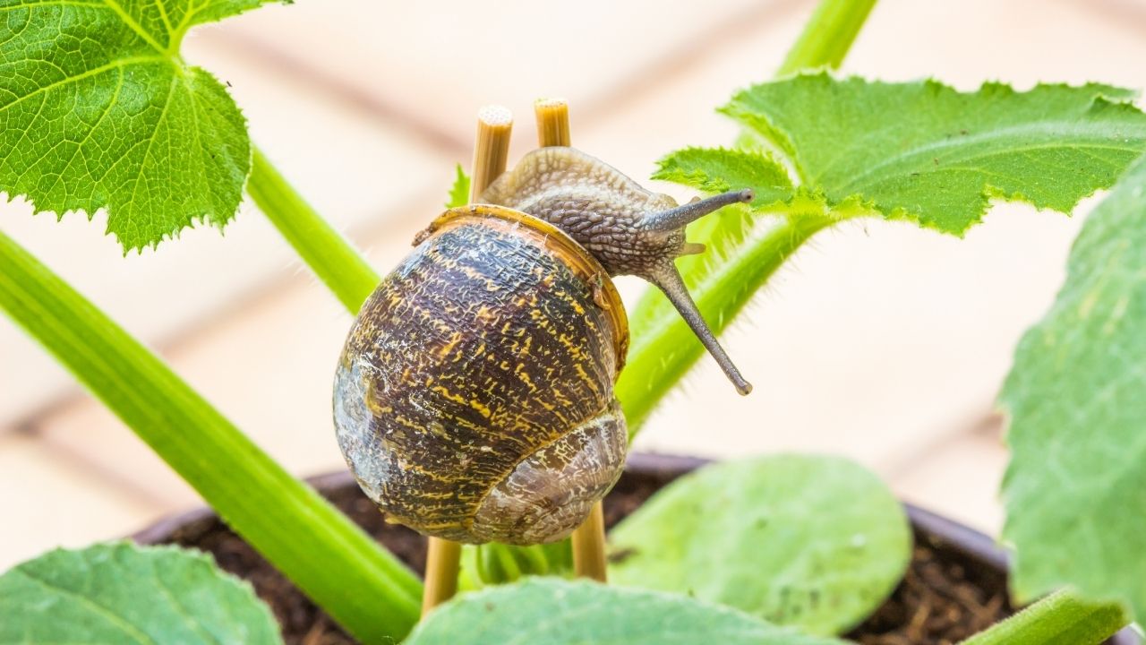 How To Get Rid Of Snails In Vegetable Garden (2025)