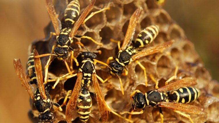 How To Get Rid Of Wasp Without Killing Them Naturally!