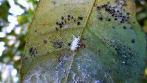 What Are Scales On Plants: Full Guide To Spot & Stop Them