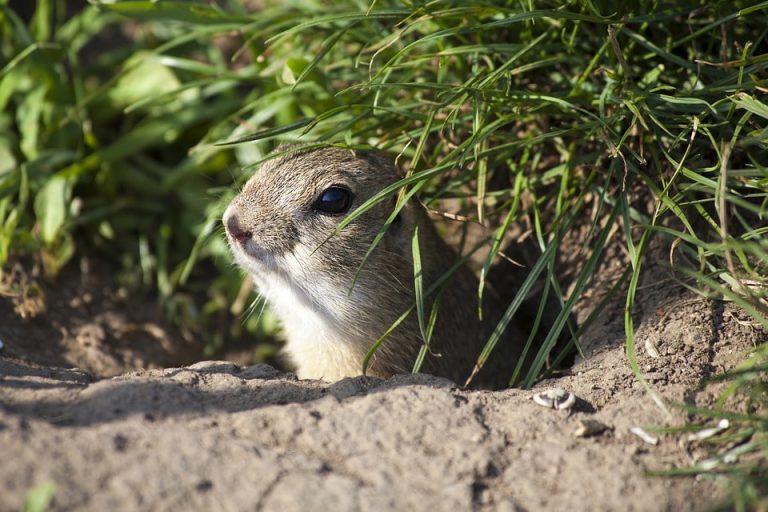 20 Best Eliminating Ground Squirrels From The Garden Tips