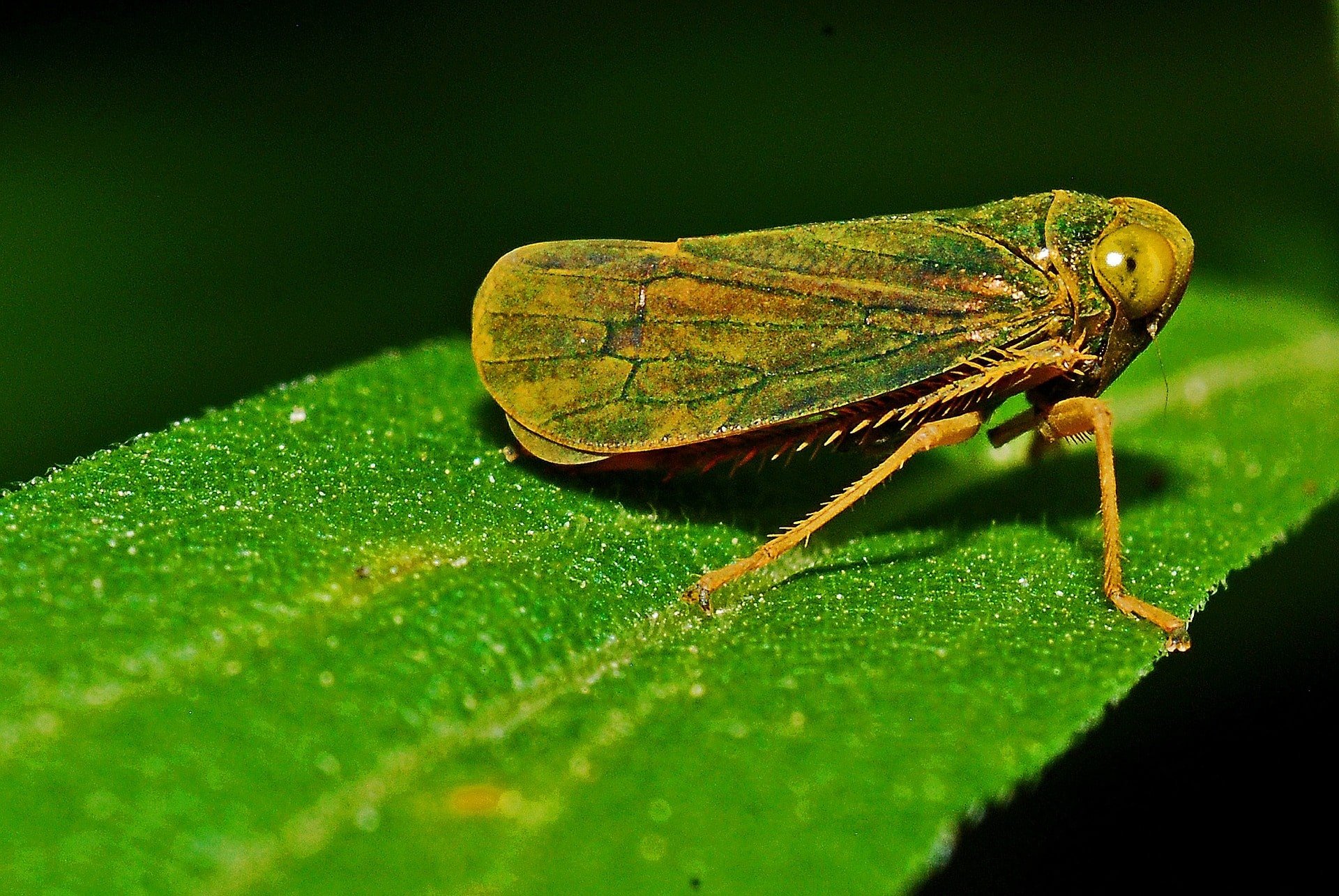15 Organic Tips For Leafhoppers Damage Control (2026)