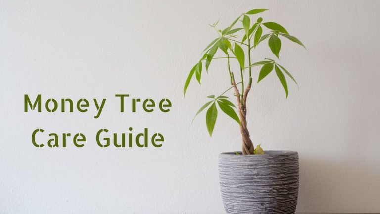 Money Tree Care Guide: 11 Lucky Plant Growing Secrets