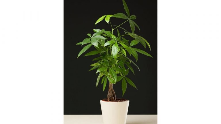 Money Tree Care Guide: 11 Lucky Plant Growing Secrets