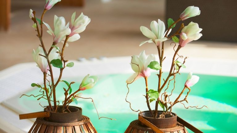 21 Growing Magnolias In Pots And Container Tips