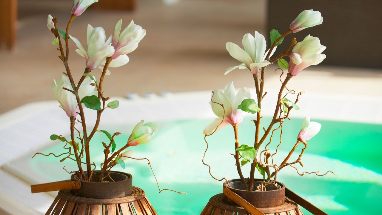 21 Growing Magnolias In Pots And Container Tips