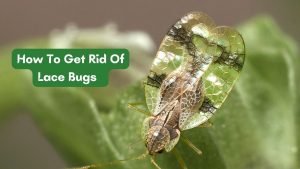 How To Get Rid Of Lace Bugs Naturally (13 Proven Methods)