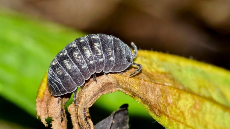 Pill Bug Infestation: 8 Useful Ways To Fix Roly Poly Sowbugs