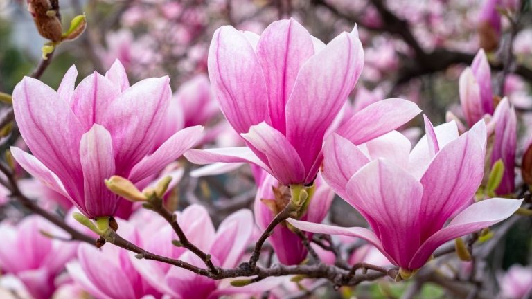 21 Growing Magnolias In Pots And Container Tips