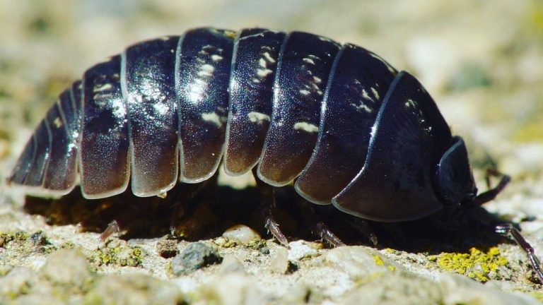 Pill Bug Infestation: 8 Useful Ways To Fix Roly Poly Sowbugs