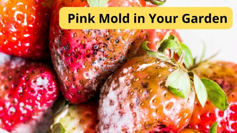 How To Remove Pink Mold In Your Garden (12 Effective Fixes)