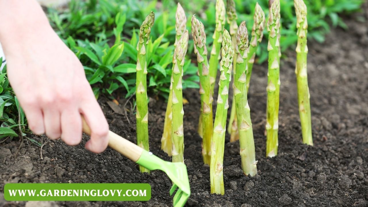 How To Propagate Asparagus Plant In Few Steps (2025)
