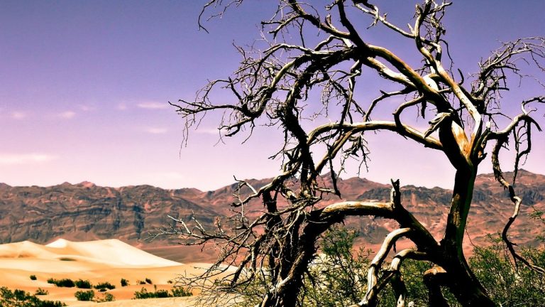 How To Tell If A Tree Is Dying (12 Warning Signs And Fixes)