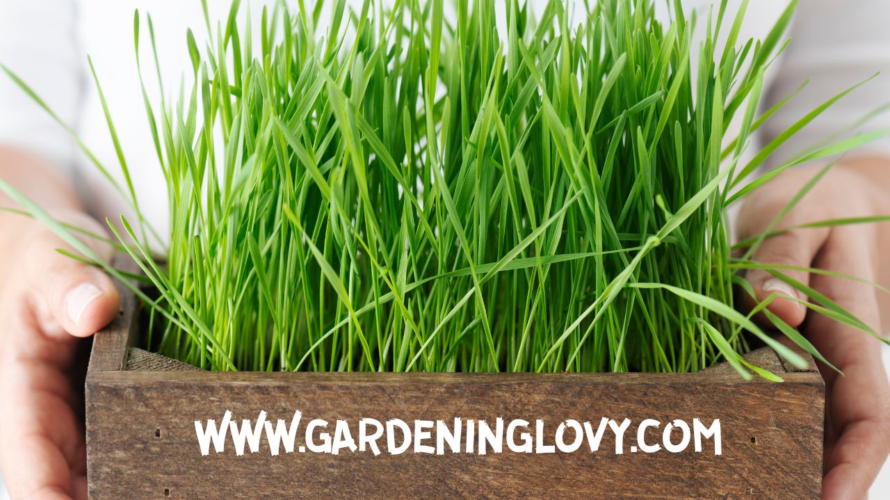How To Care For Wheatgrass Plant (15 Care Tips That Work)