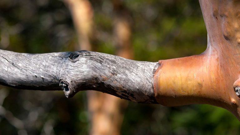 How To Tell If A Tree Is Dying (12 Warning Signs And Fixes)