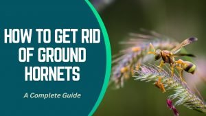 How To Get Rid Of Ground Hornets Effectively (8 Pro Ways)
