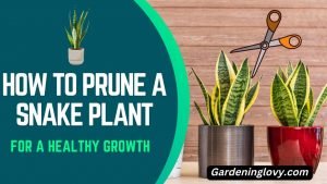 How To Prune Snake Plants (Step-By-Step Make Over Guide)