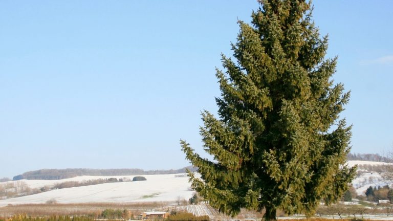 How To Care For A Pine Tree Like A Pro (5-Steps Guide)